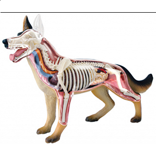 4D Vision - Dog Anatomy Model | 3D Anatomic Puzzles | Puzzle Master Inc