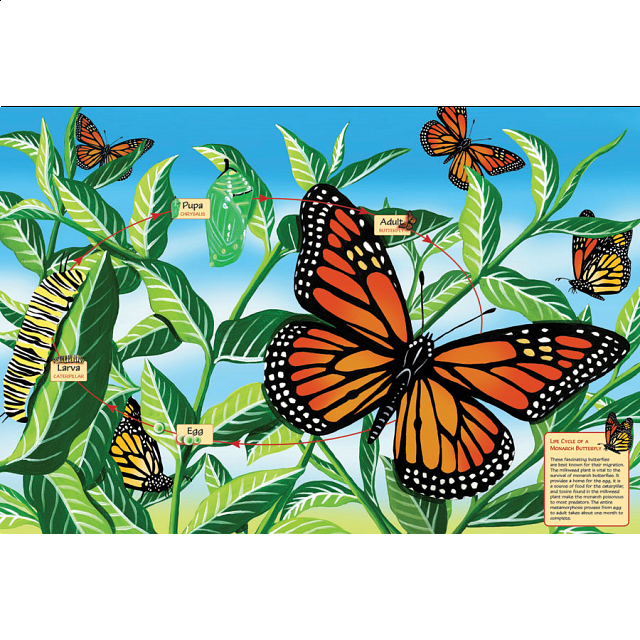 Floor Puzzle: Life Cycle of a Monarch Butterfly | 1-100 Pieces | Puzzle ...