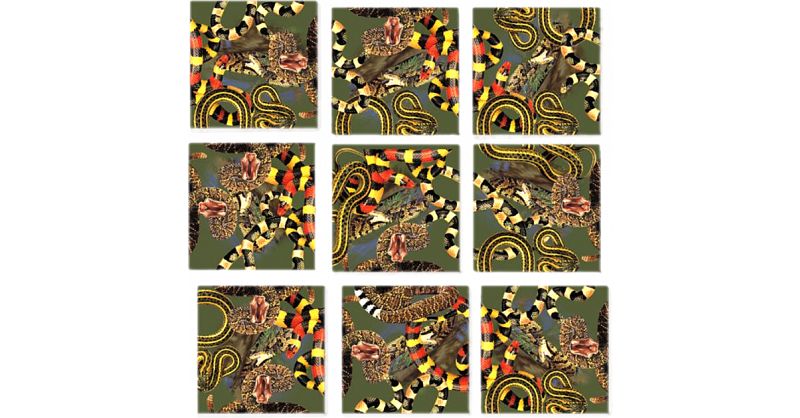 Puzzle Solution for Scramble Squares - Snakes of North America - Puzzle ...