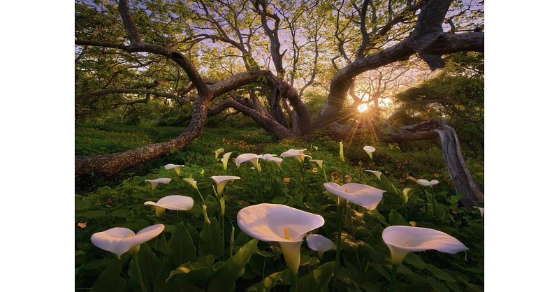 Magic Forests: Calla Clearing | 1000 Pieces | Puzzle Master Inc