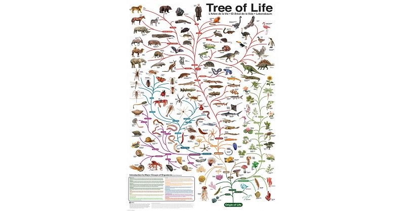The Tree of Life | 1000 Pieces | Puzzle Master Inc