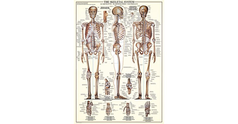 The Skeletal System | 1000 Pieces | Puzzle Master Inc